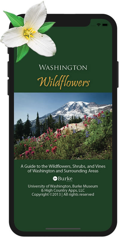 WASHINGTON WILDFLOWERS