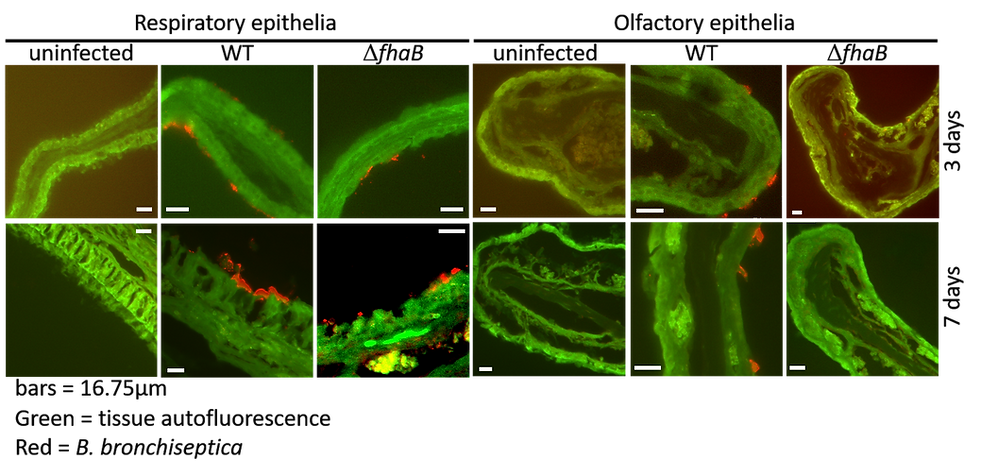 Bordetella bronchiseptica | biofilm