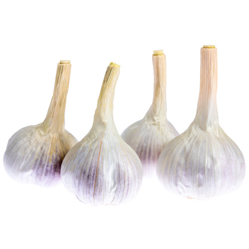 Garlic Seed - German Extra Hardy Variety | Rainbow Heirloom See