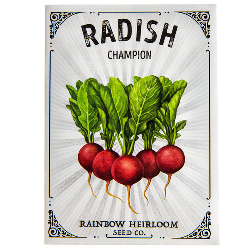 Radish Seeds - Champion Variety | Rainbow Heirloom See