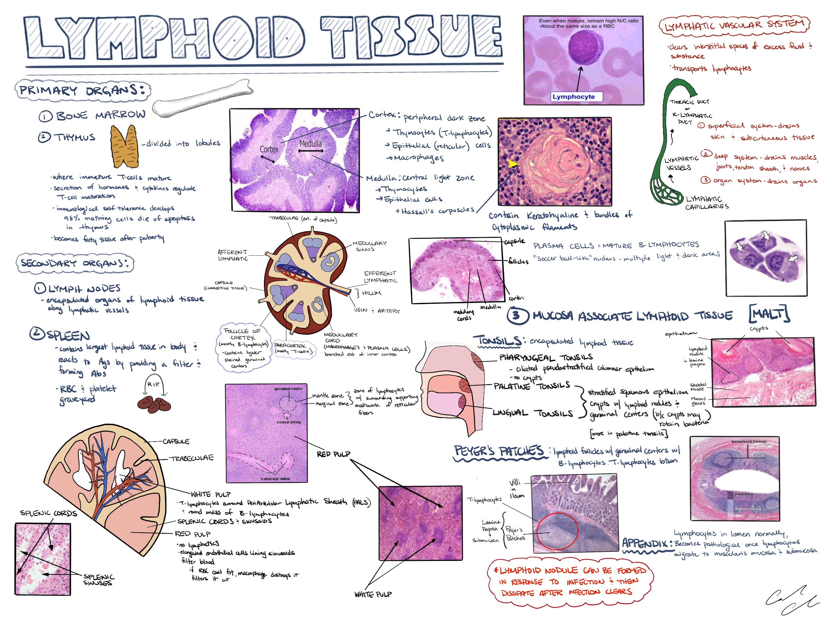 Pathology | themedicallyinclined