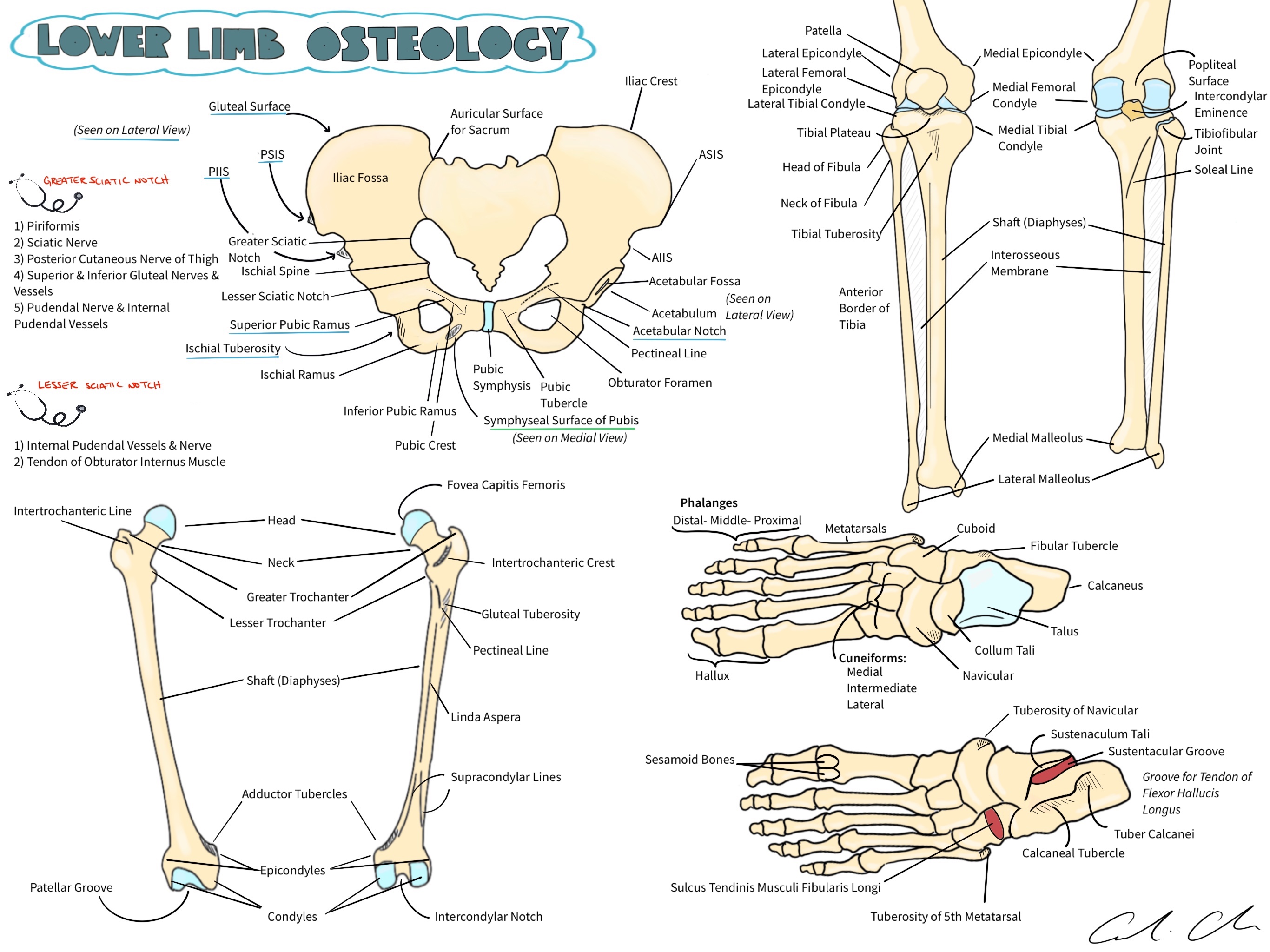 Anatomy | themedicallyinclined