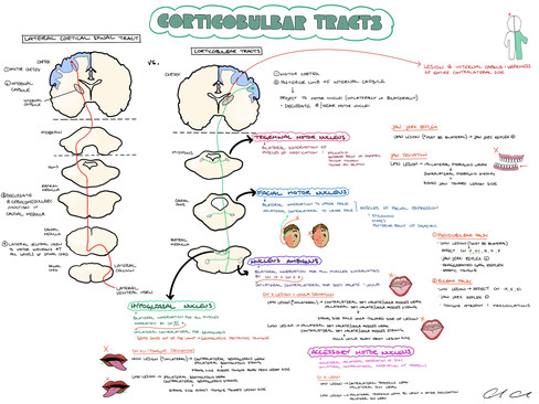 Neuro | themedicallyinclined