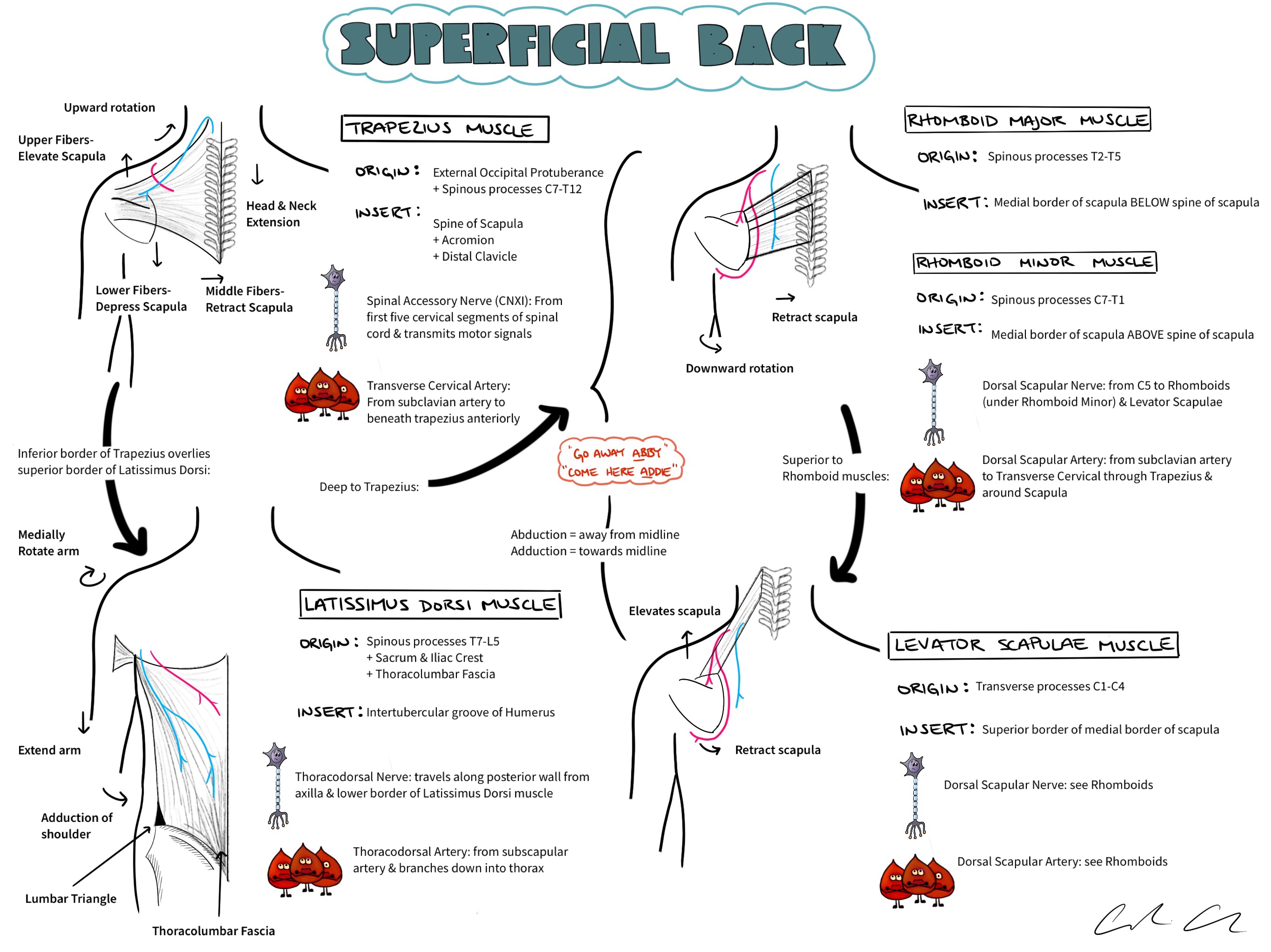 Anatomy | themedicallyinclined