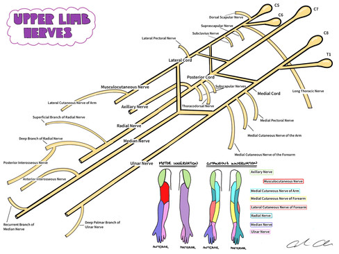 MSK | themedicallyinclined