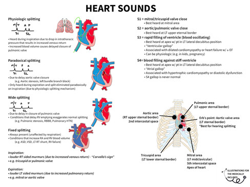 Cardiovascular | themedicallyinclined