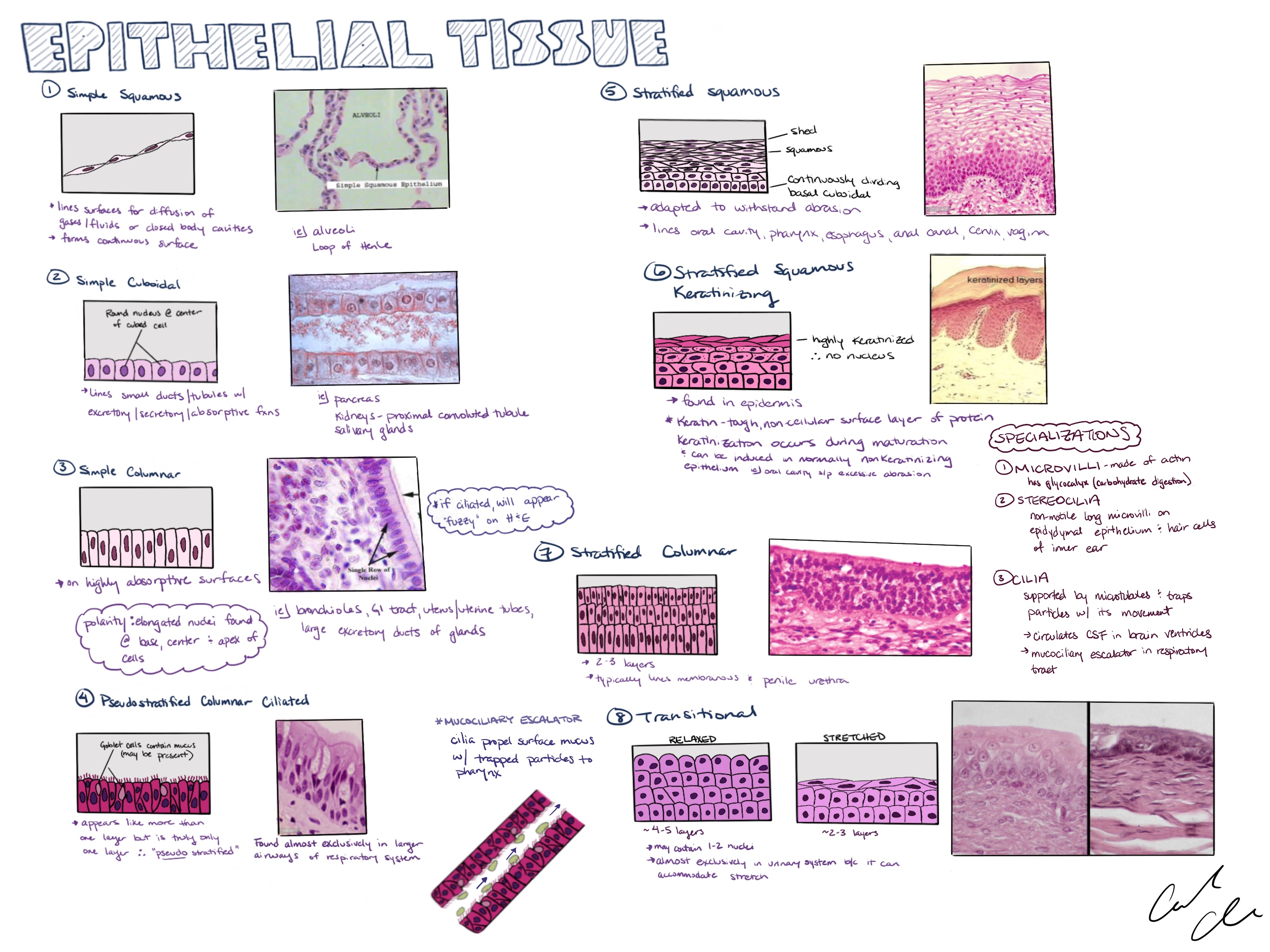 Pathology | themedicallyinclined