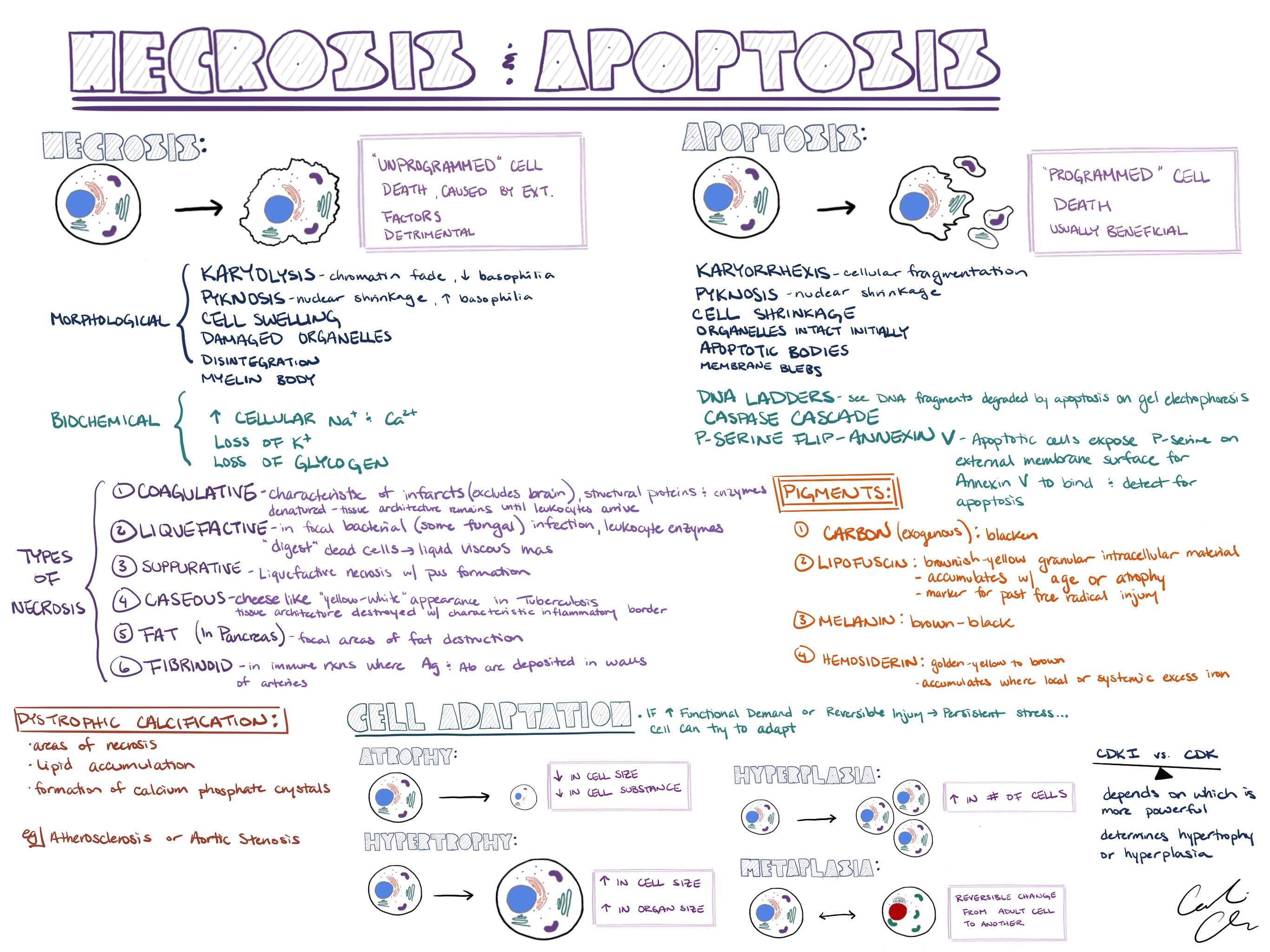 Pathology | themedicallyinclined