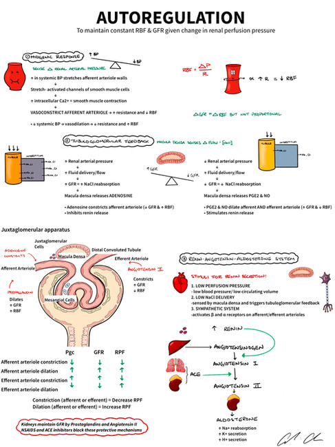 Heart | themedicallyinclined