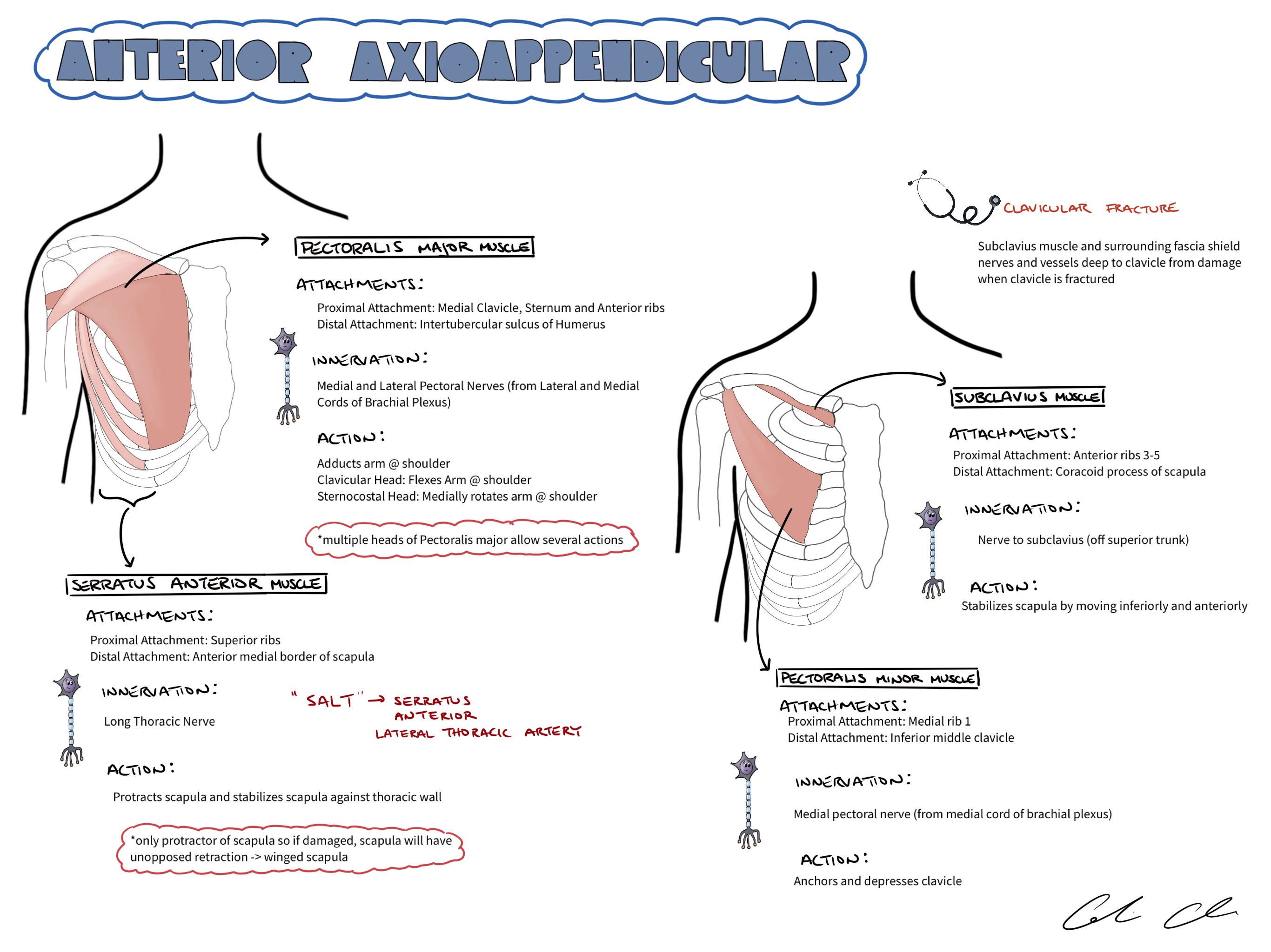 Anatomy | themedicallyinclined