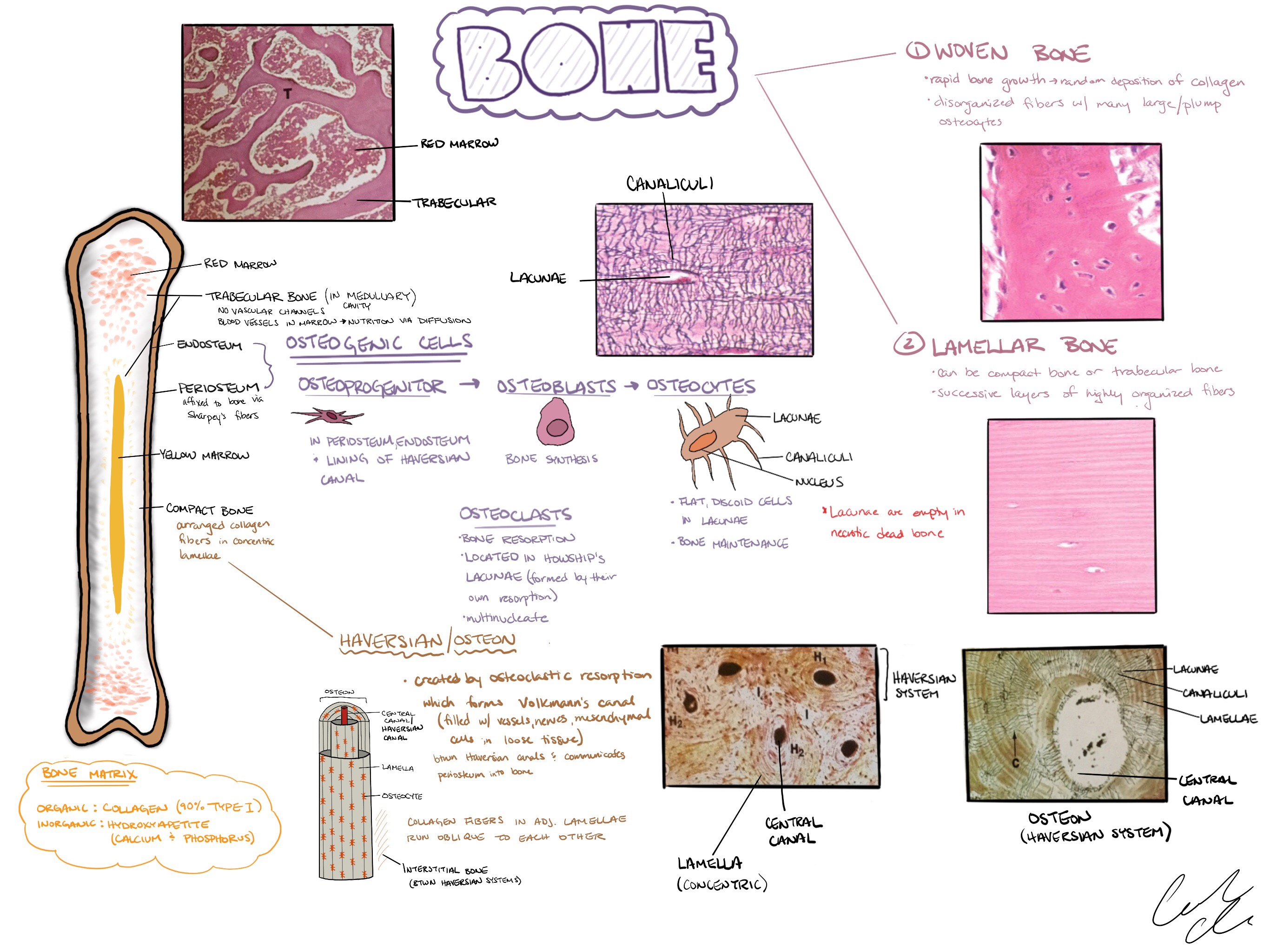 Pathology | themedicallyinclined