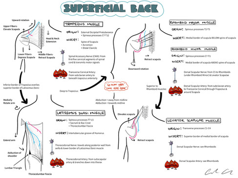 MSK | themedicallyinclined