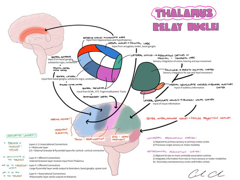 Neuro | themedicallyinclined