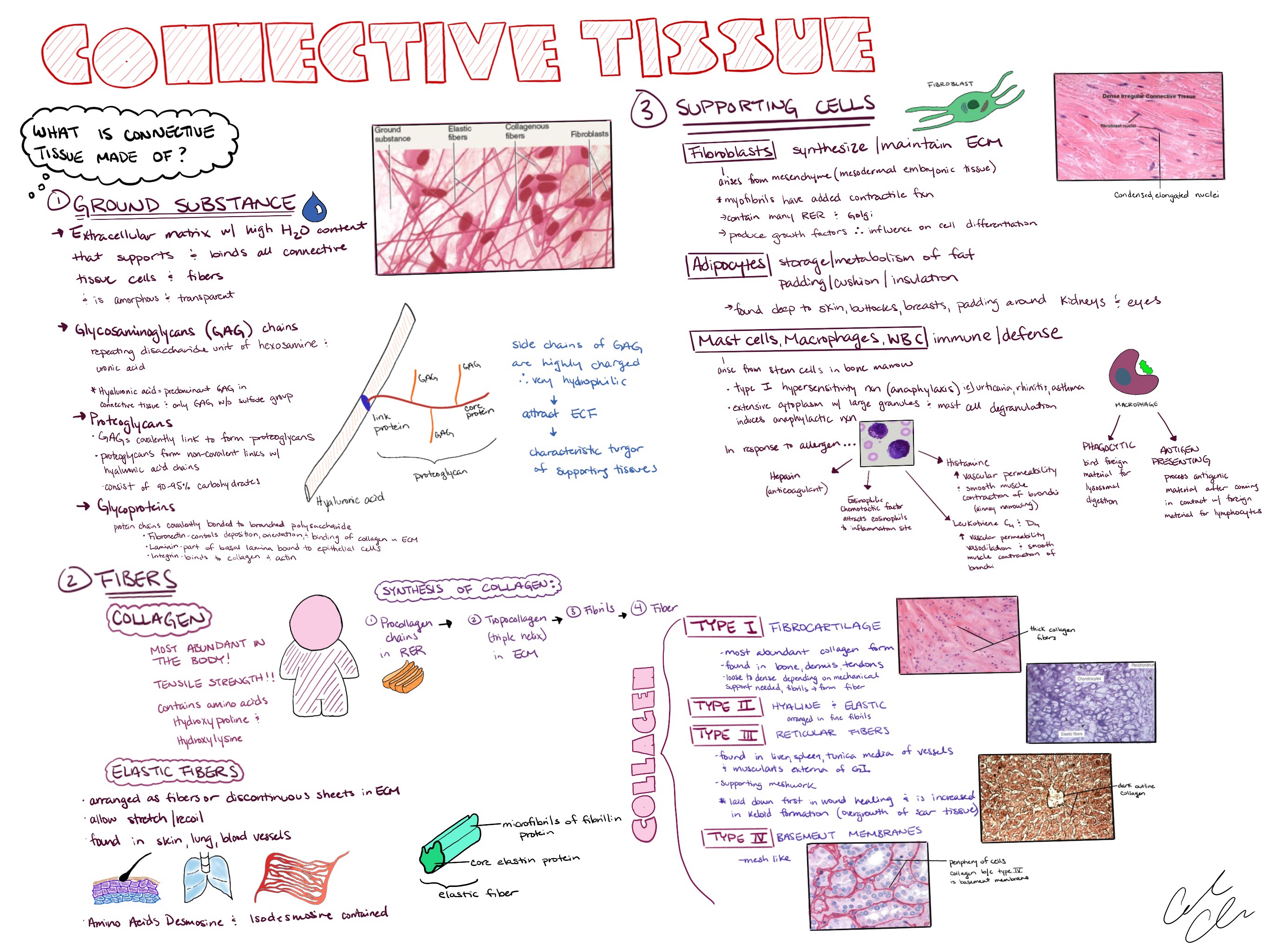 Pathology | themedicallyinclined