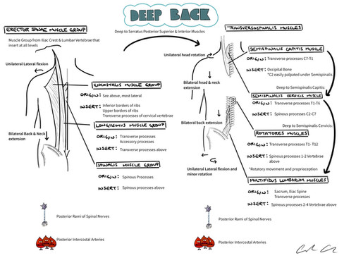 MSK | themedicallyinclined