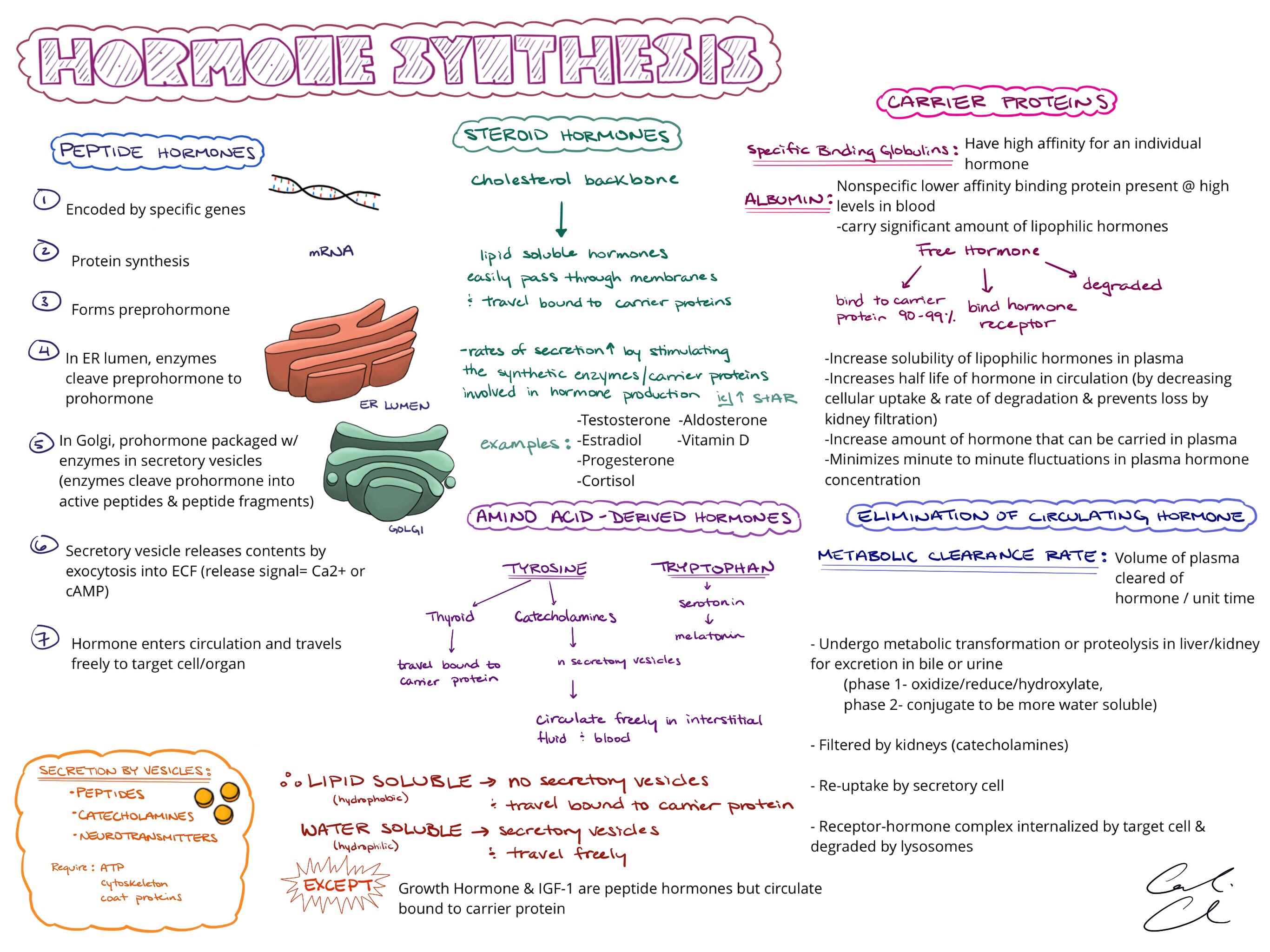 MCAT prep | themedicallyinclined