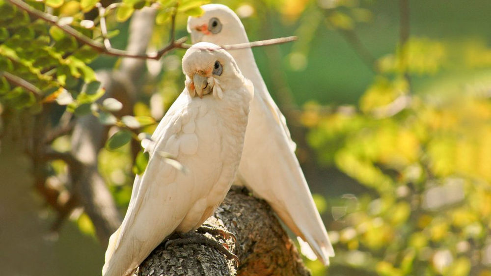 Integrated approach to Little Corella Management