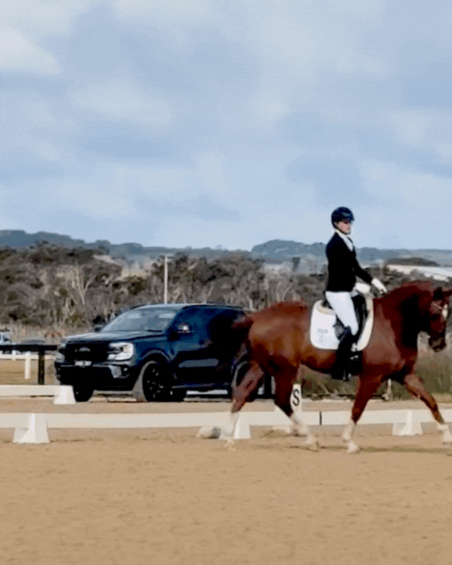 Kissing Spine - Anatomy & Functional Dynamics of the Equine ...