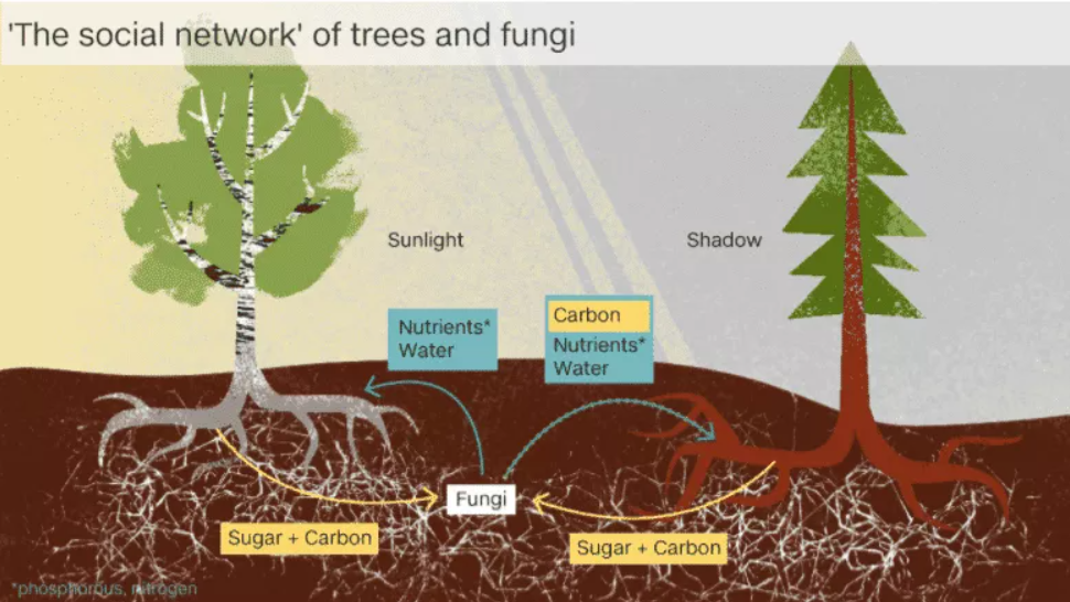 How Trees Communicate With Each Others