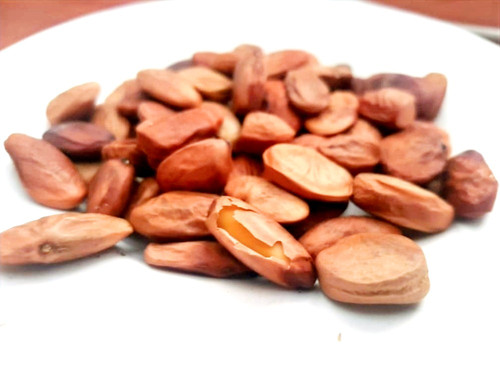 Mahogany seed | Bamboo seed supplier