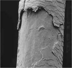 What's My Hair Texture? | Seattle | Vasuda Salon