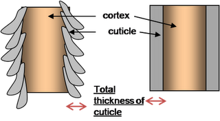 What's My Hair Texture? | Seattle | Vasuda Salon