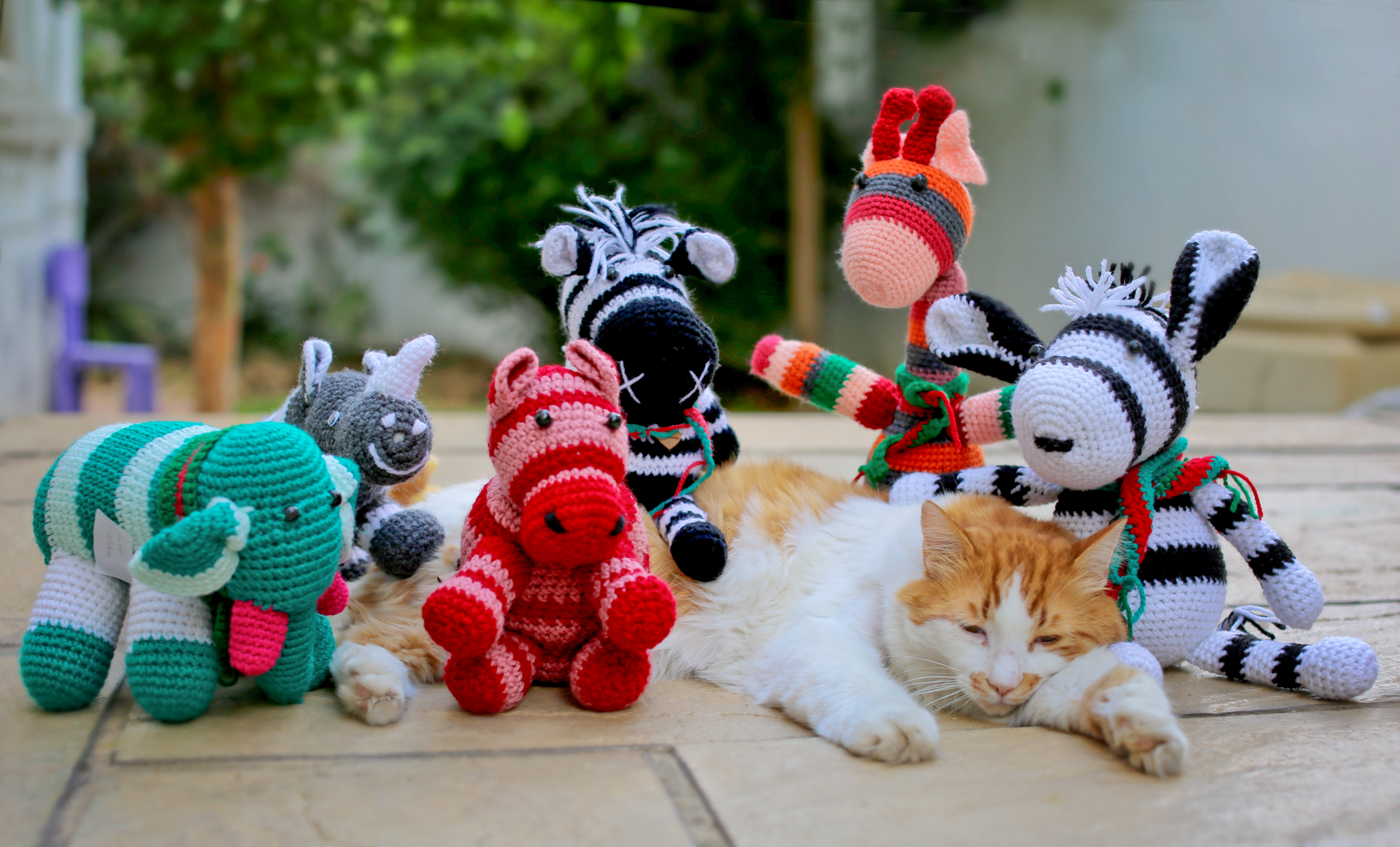 Rarebear Project | Gauteng | Rare Bear Project