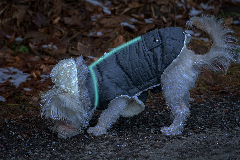 Home | Shining puppy