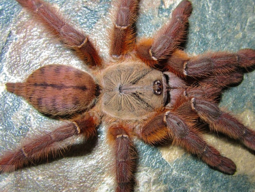 Phormingochilus sp. Rufus | 03Arachnids