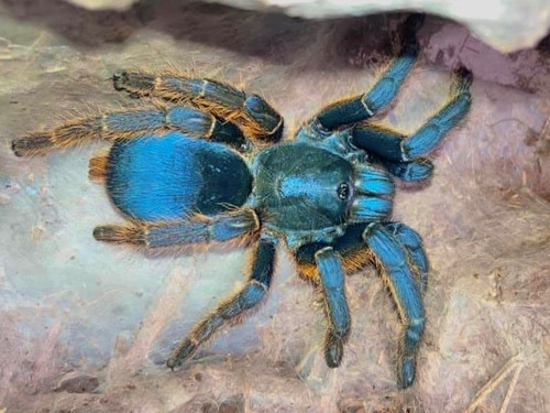 Ornithoctonus sp. 'Vietnam Silver' (Vietnam Silver) | 03Arachnids