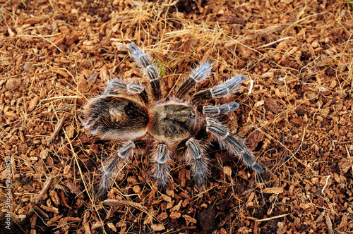 Euathlus sp. 'Bronce' | 03Arachnids