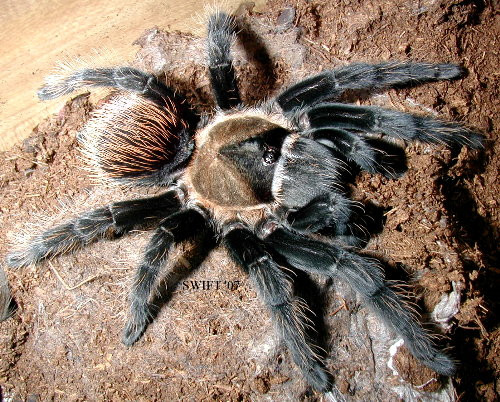 Tliltocatl verdezi (Mexican Rose Grey) | 03Arachnids