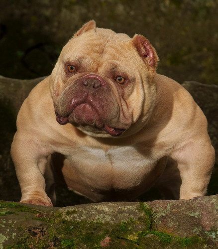 EBK'S Trench Baby | K9 STUD SOURCE