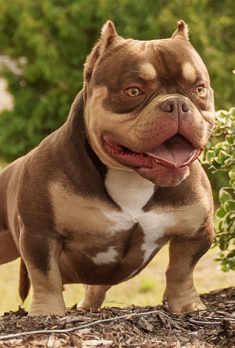 Dog Gone Crazy Bruce Lee | K9 STUD SOURCE