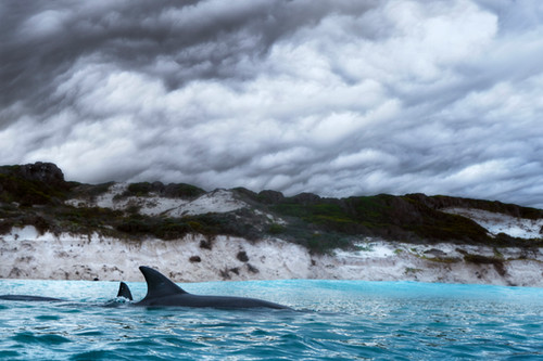 Storm Fins | Jarvis Smallman