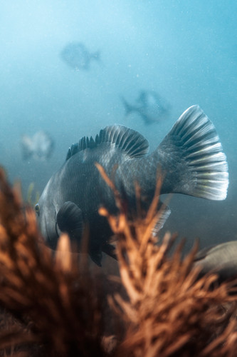 Blue Groper | Jarvis Smallman