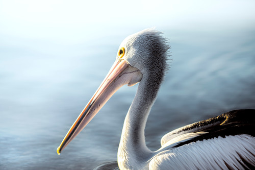 Pelican | Jarvis Smallman