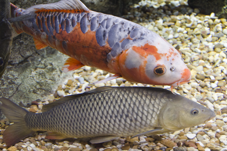 Carpa (Cyprinus carpio)