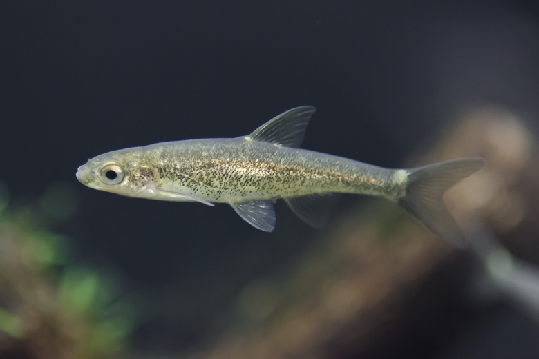 jarabugo saramugo anaecypris hispanica