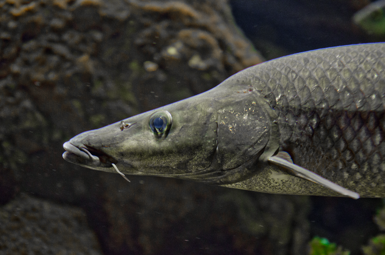 Barbo comizo Luciobarbus comizo