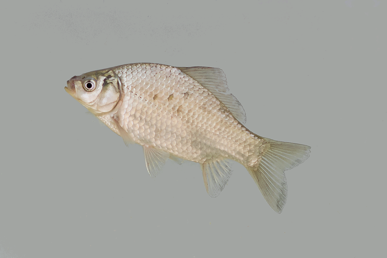 Pez rojo (Carassius auratus)