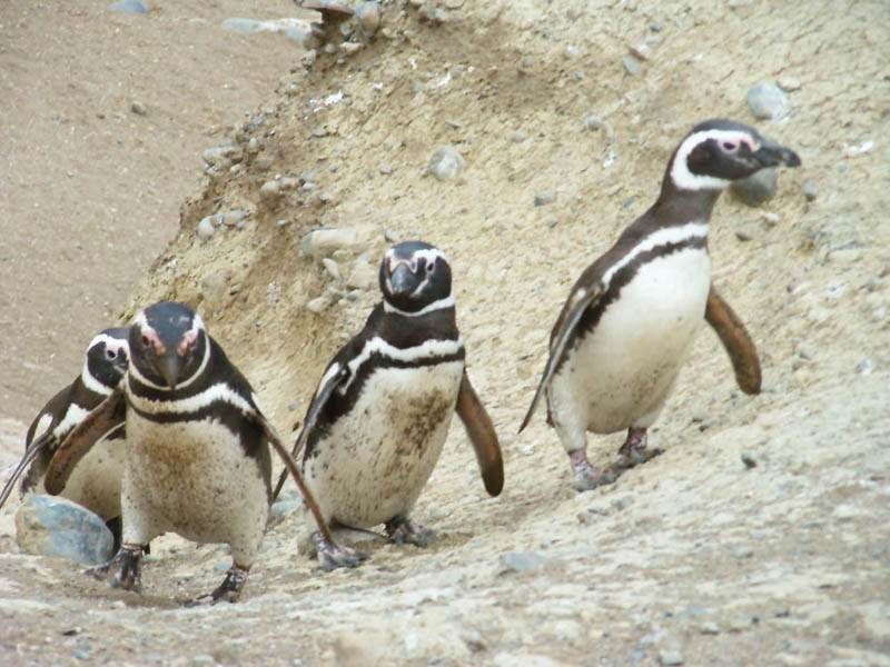 Punta Arenas Chile - Penguins Natural Reserve Magdalena Island