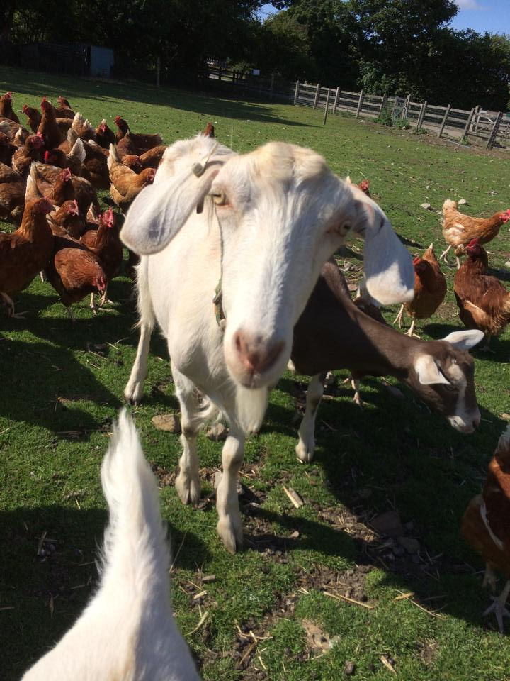 About | BorderView Farm