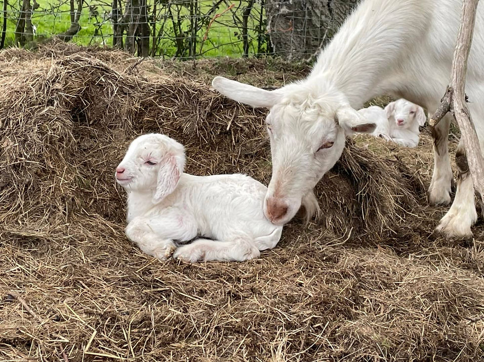 About | BorderView Farm