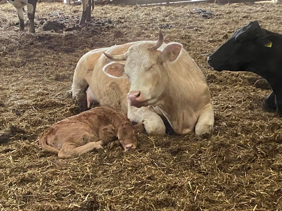 About | BorderView Farm