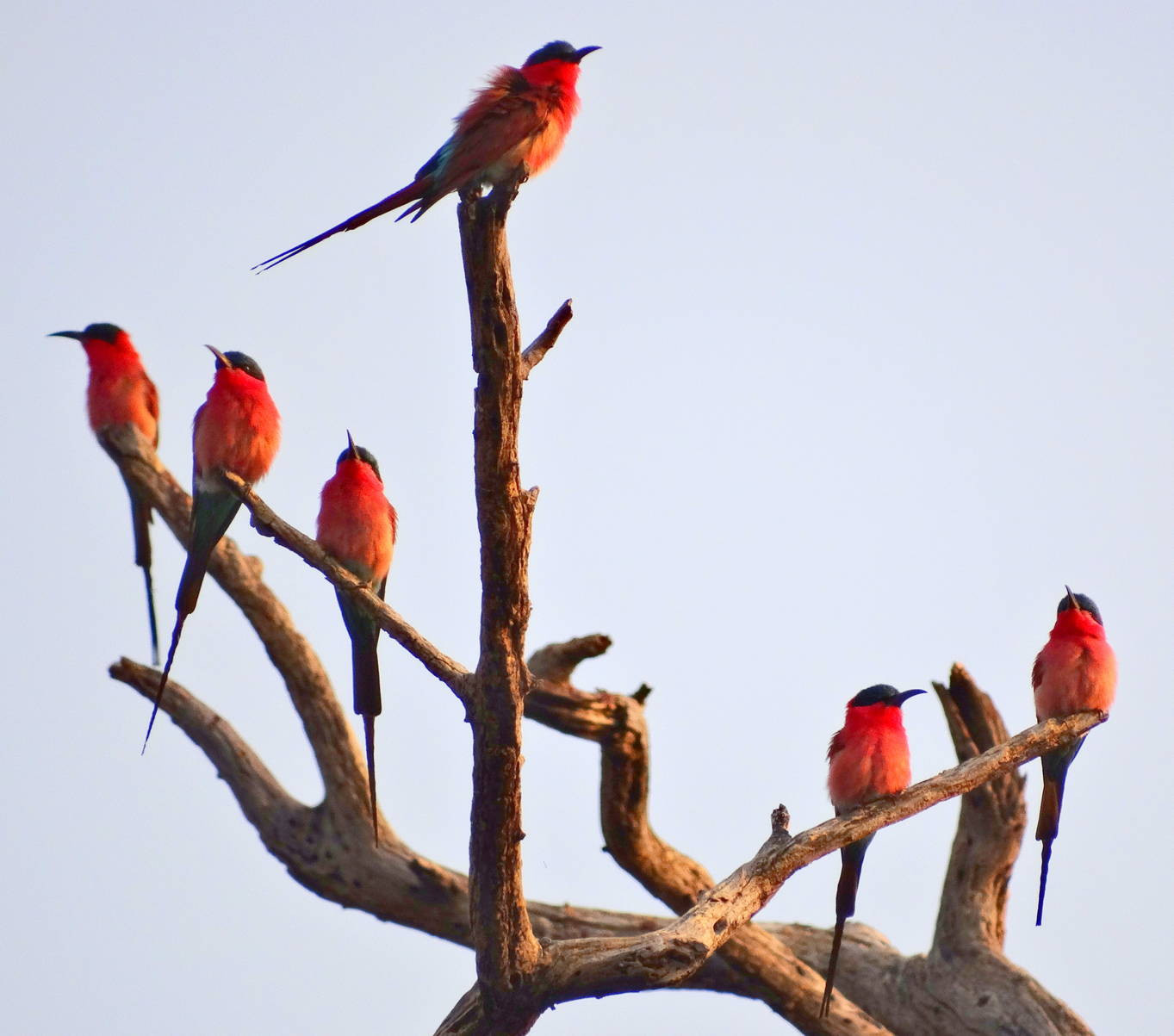 Kafue National Park Safari Tours kafue-national-park-safari-tours