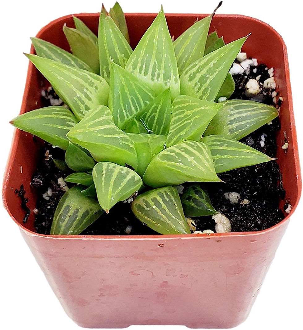 Succulents | Fat Plants San Diego