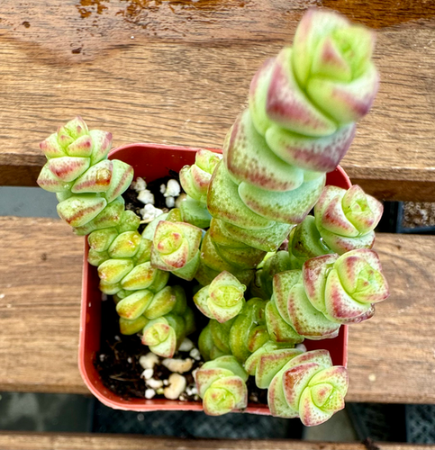 Surprise Succulent | Fat Plants San Diego