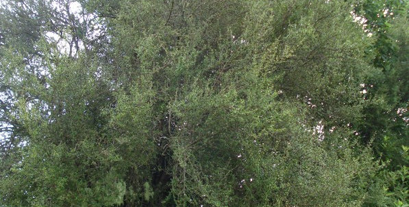 Coprosma propinqua | Nurseryman