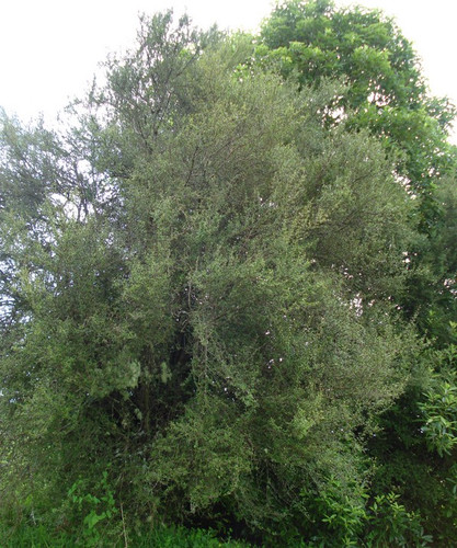 Coprosma propinqua | Nurseryman